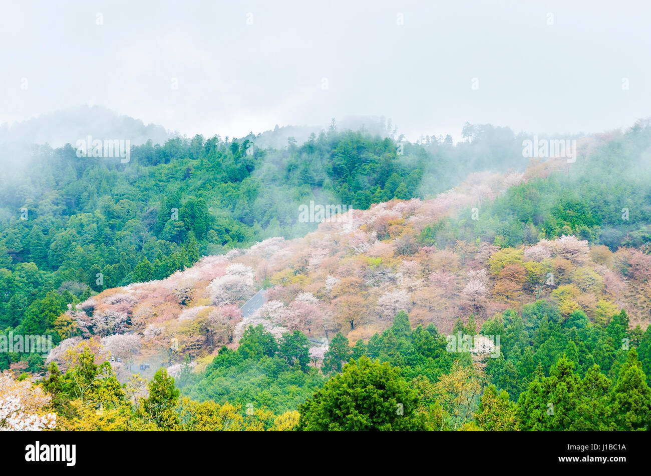 Yoshino cherry blossom hi-res stock photography and images - Alamy