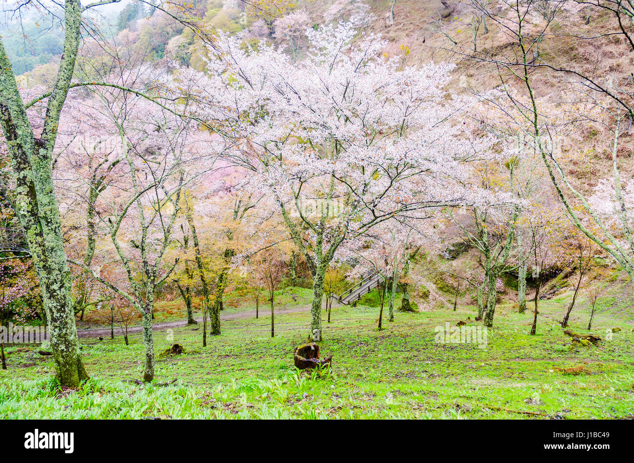 Yoshino cherry blossom hi-res stock photography and images - Alamy