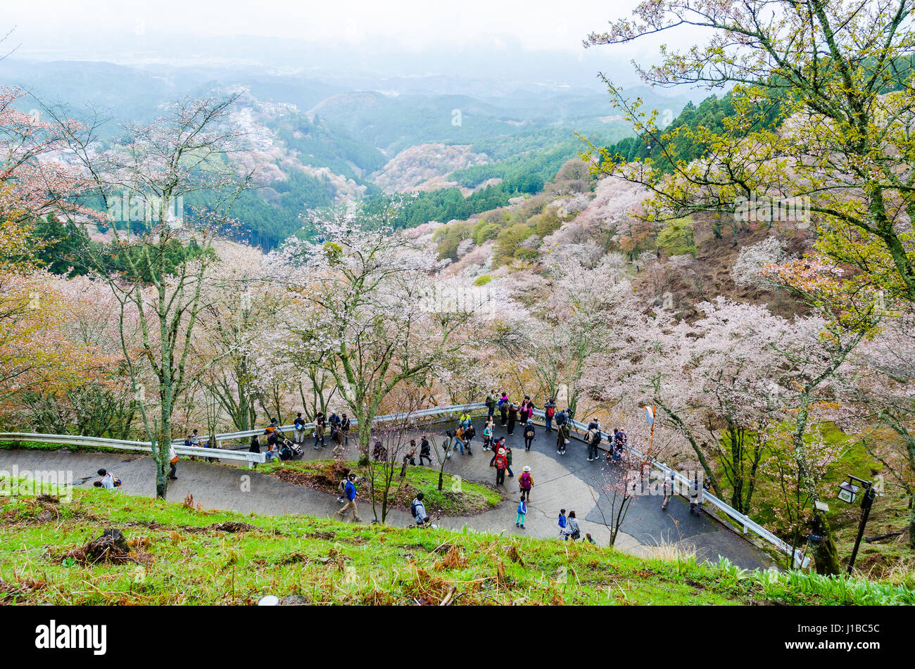 Yoshinoyama cherry blossom hi-res stock photography and images - Alamy