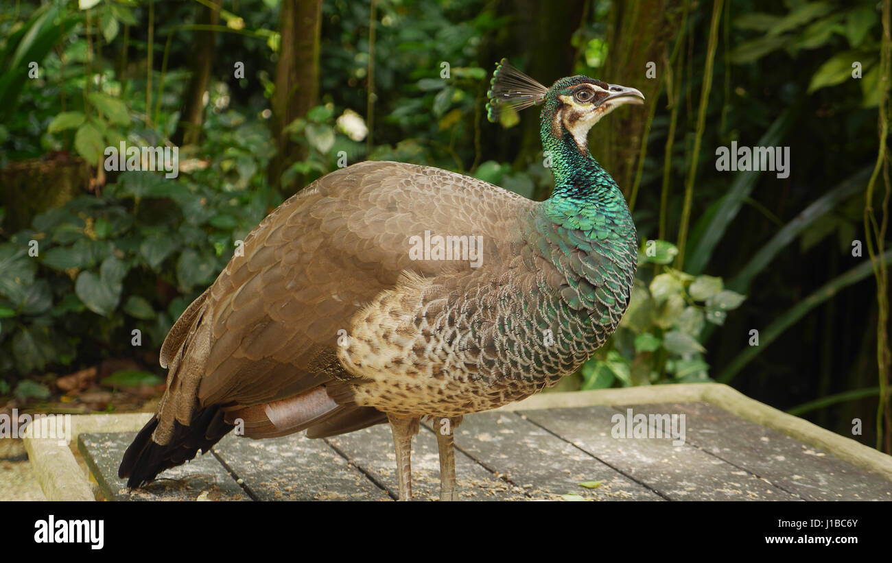 Peahen bird hi-res stock photography and images - Alamy