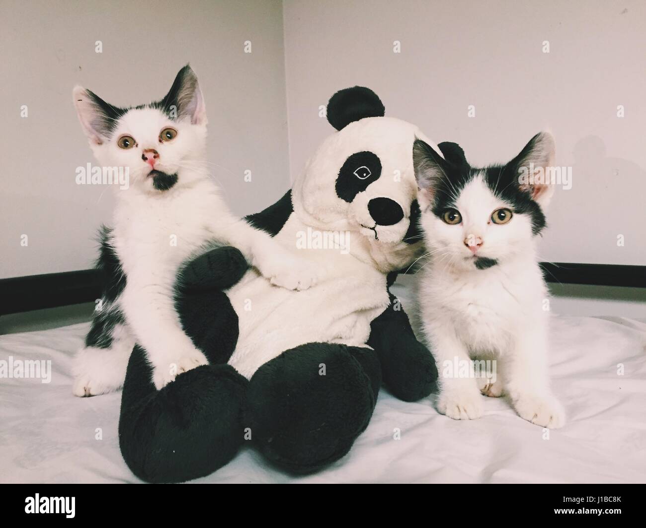 Bear Cats High Resolution Stock Photography and Images - Alamy