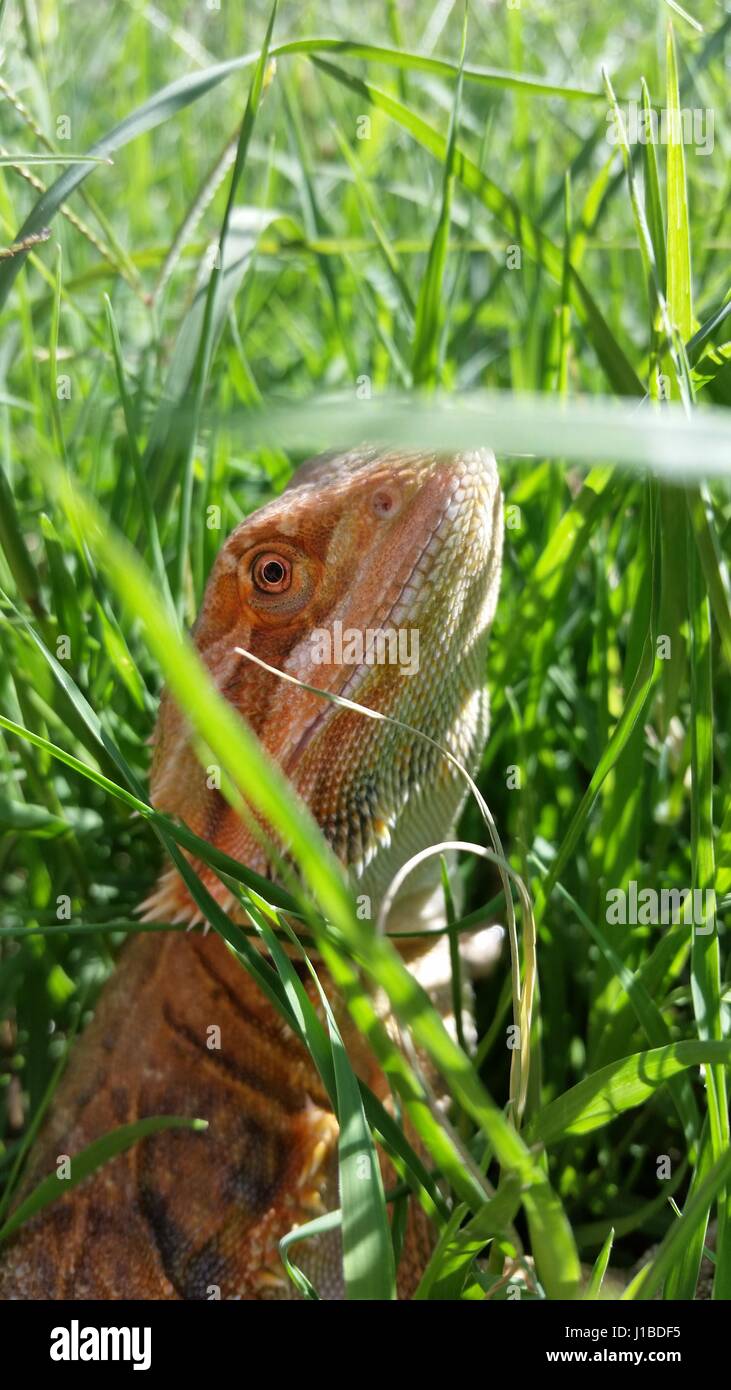 Raptor Eyes High Resolution Stock Photography and Images - Alamy