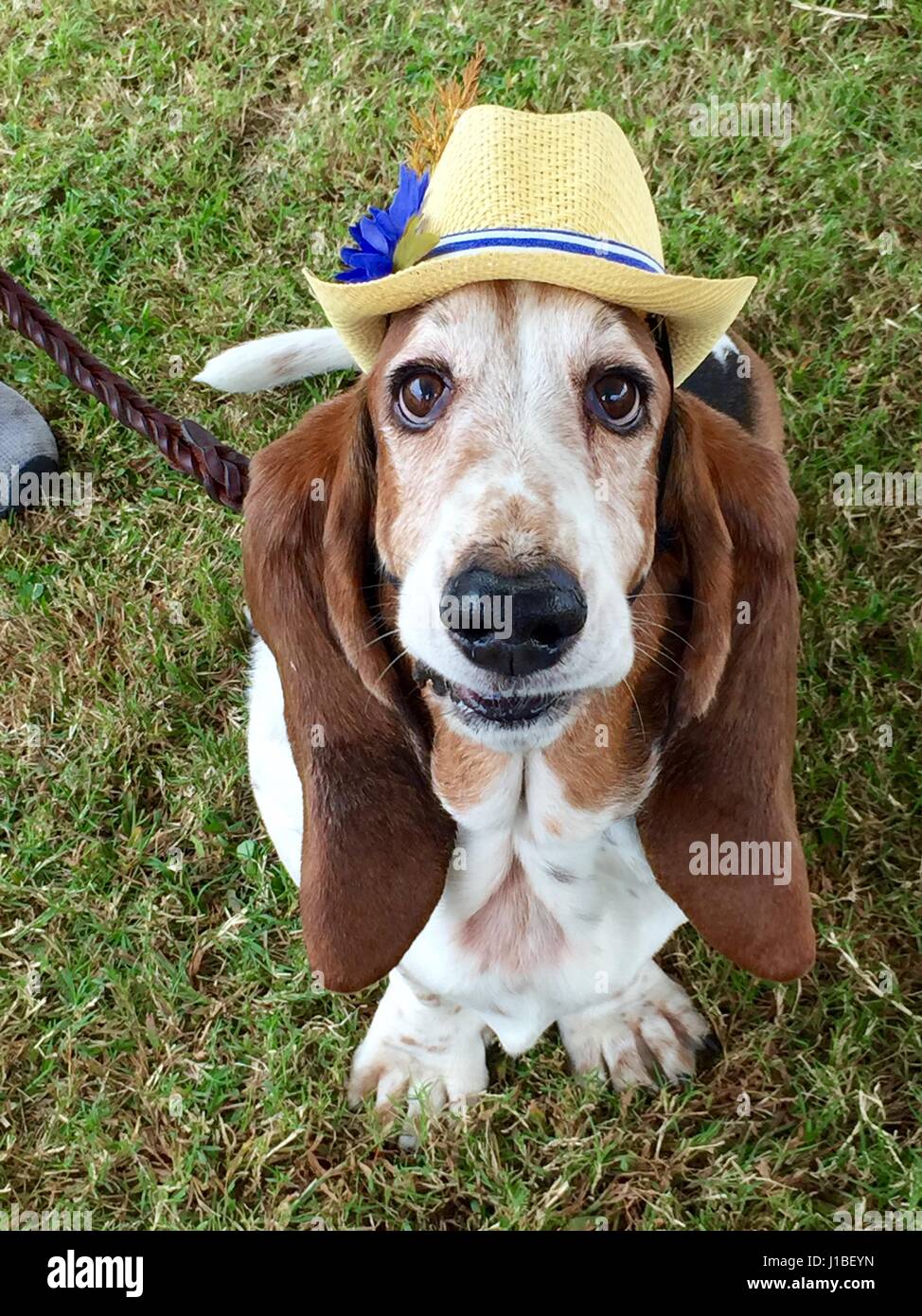 Charlie The Dog High Resolution Stock Photography and Images - Alamy