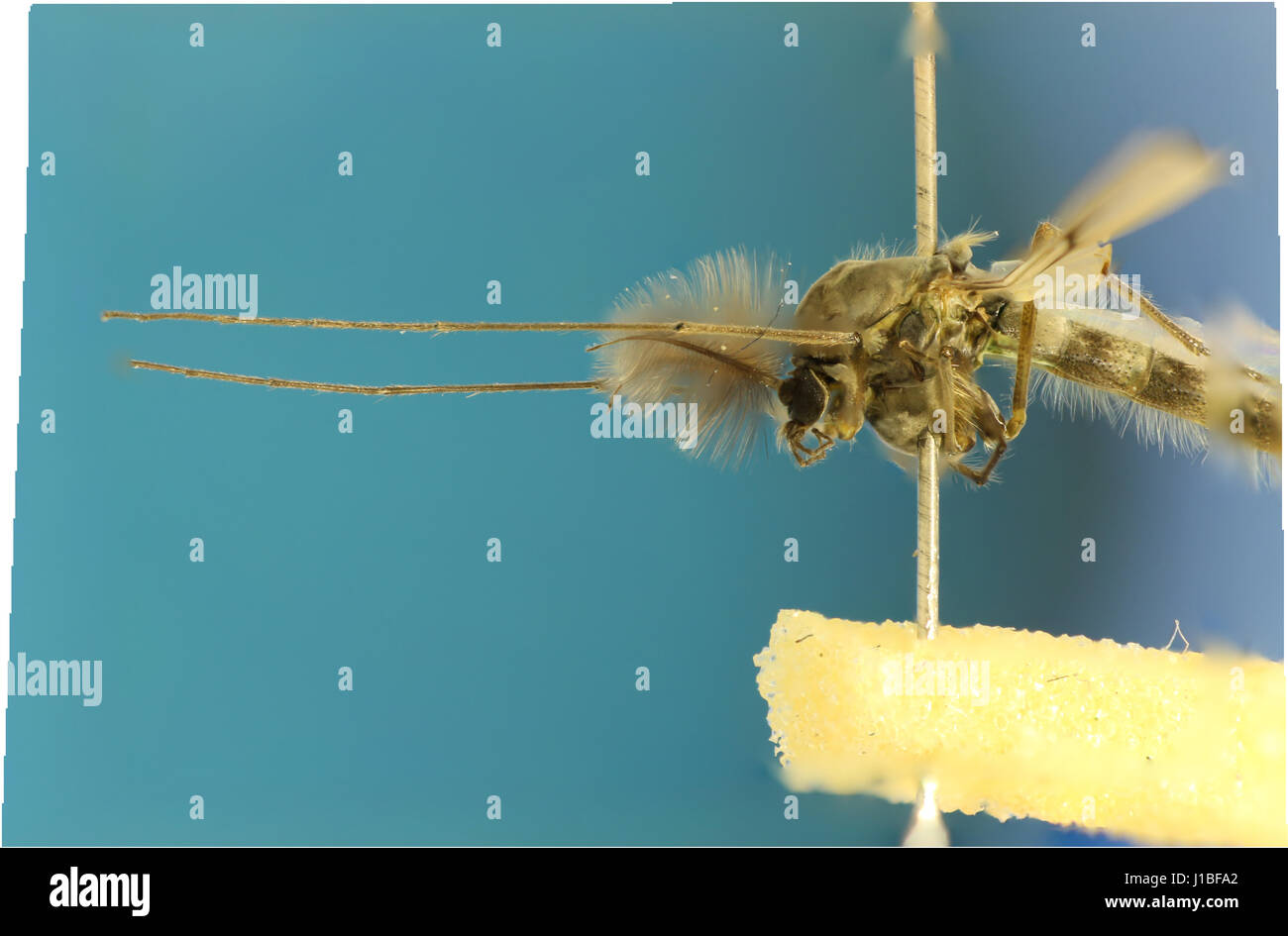 Chironomus Sp High Resolution Stock Photography and Images - Alamy
