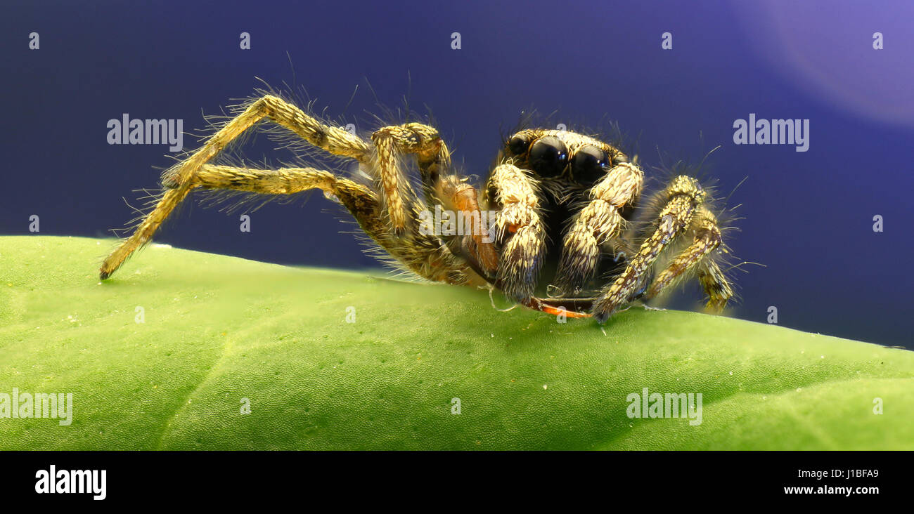 Zebra Jumping Spider - Salticus scenicus (Clerck, 1757 Stock Photo - Alamy