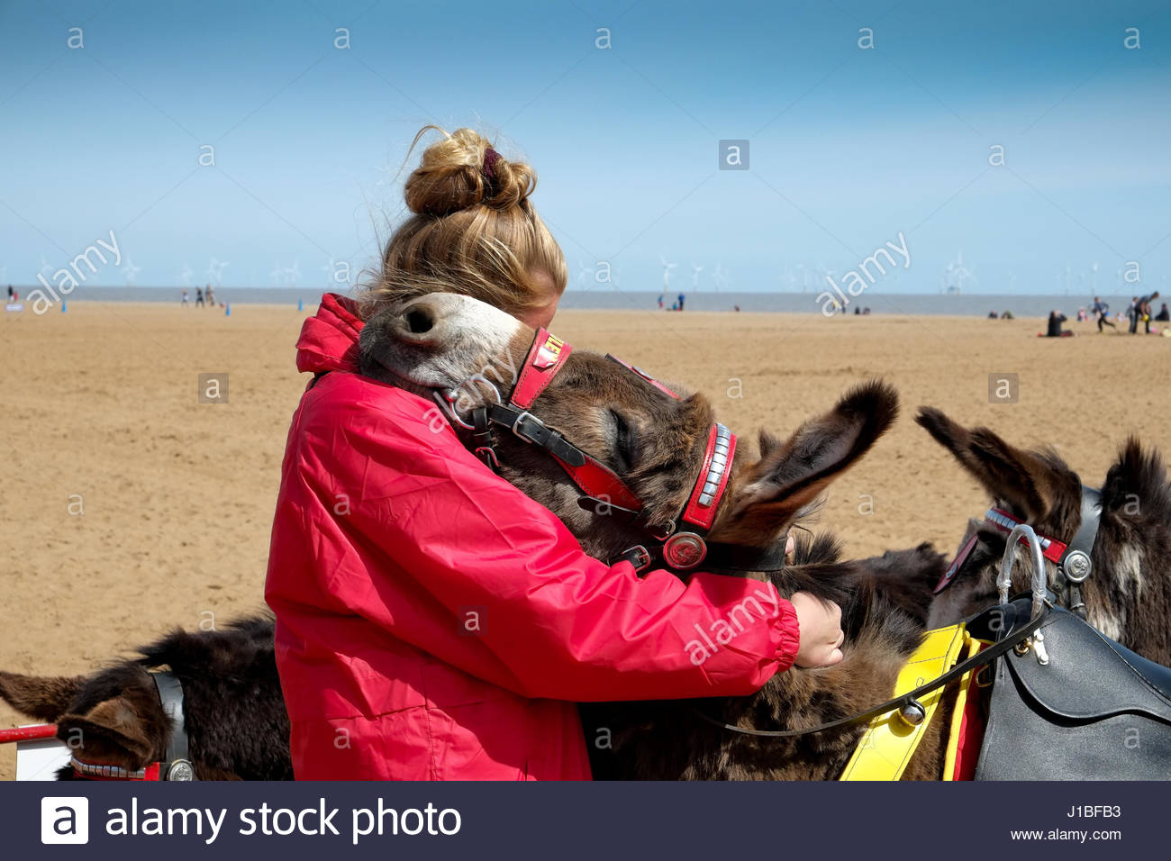 Donkey Landscapes High Resolution Stock Photography and Images - Alamy
