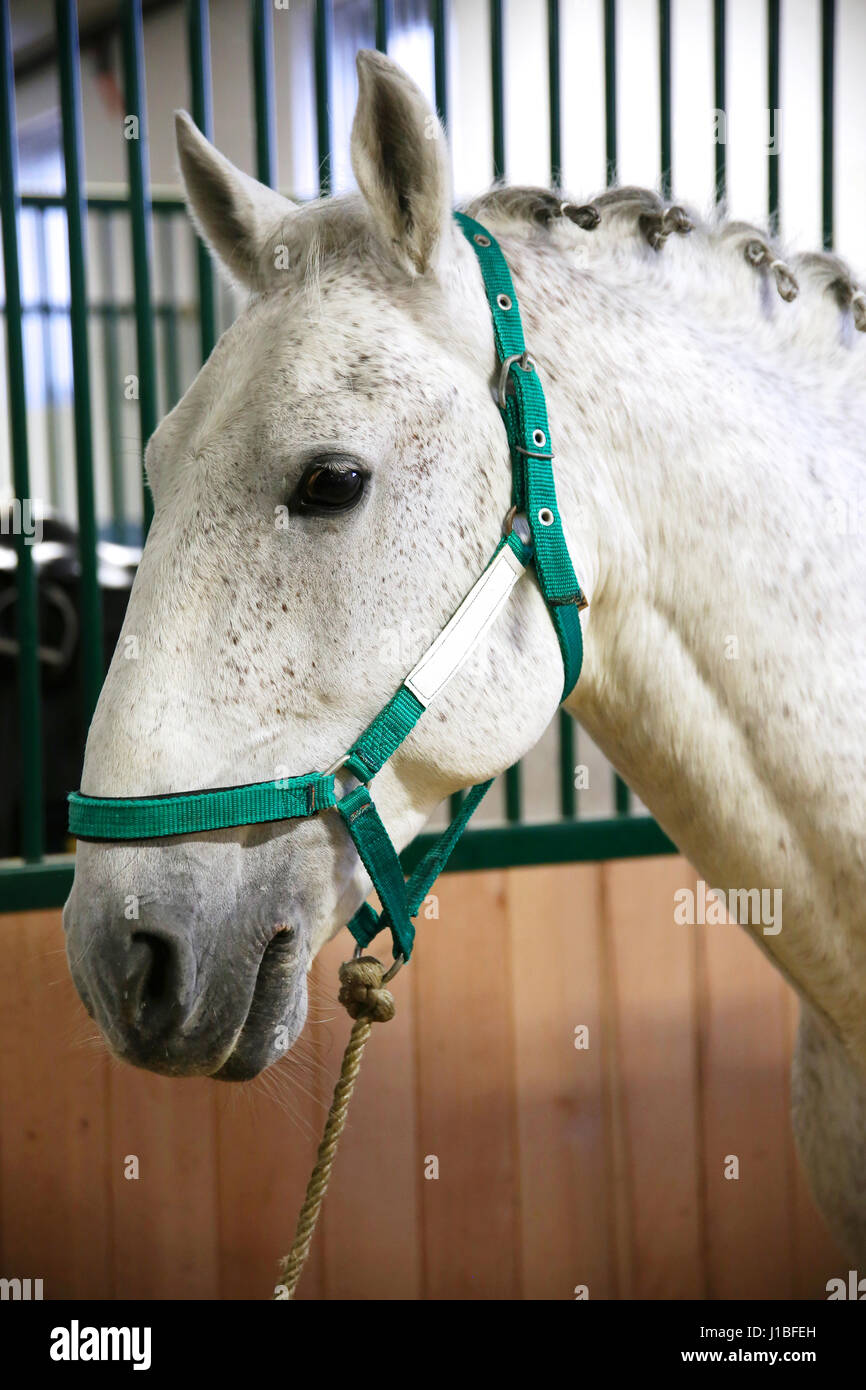 Head shot closeup of a beautiful purebred lipizzaner in the barn Stock ...