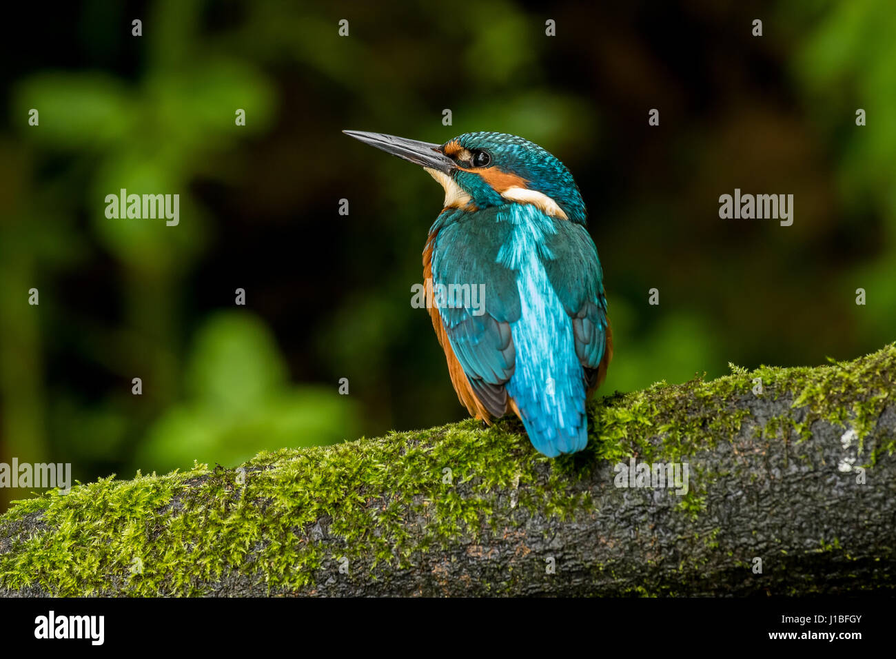 Kingfisher diving underwater hi-res stock photography and images - Alamy