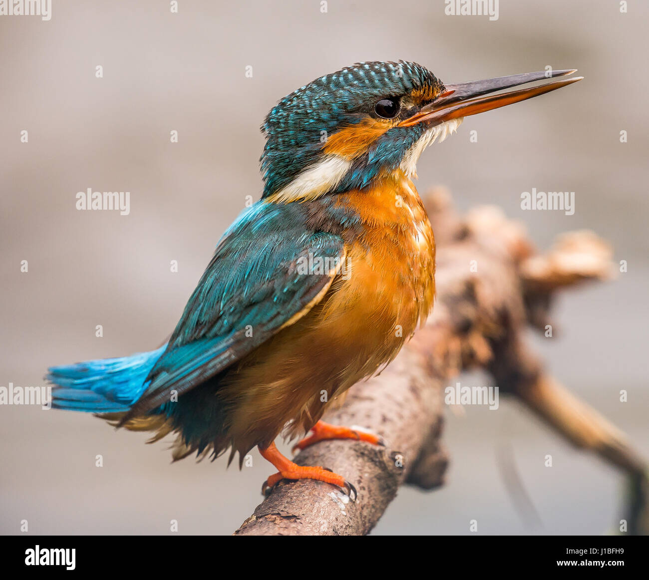 Kingfisher diving underwater hi-res stock photography and images - Alamy