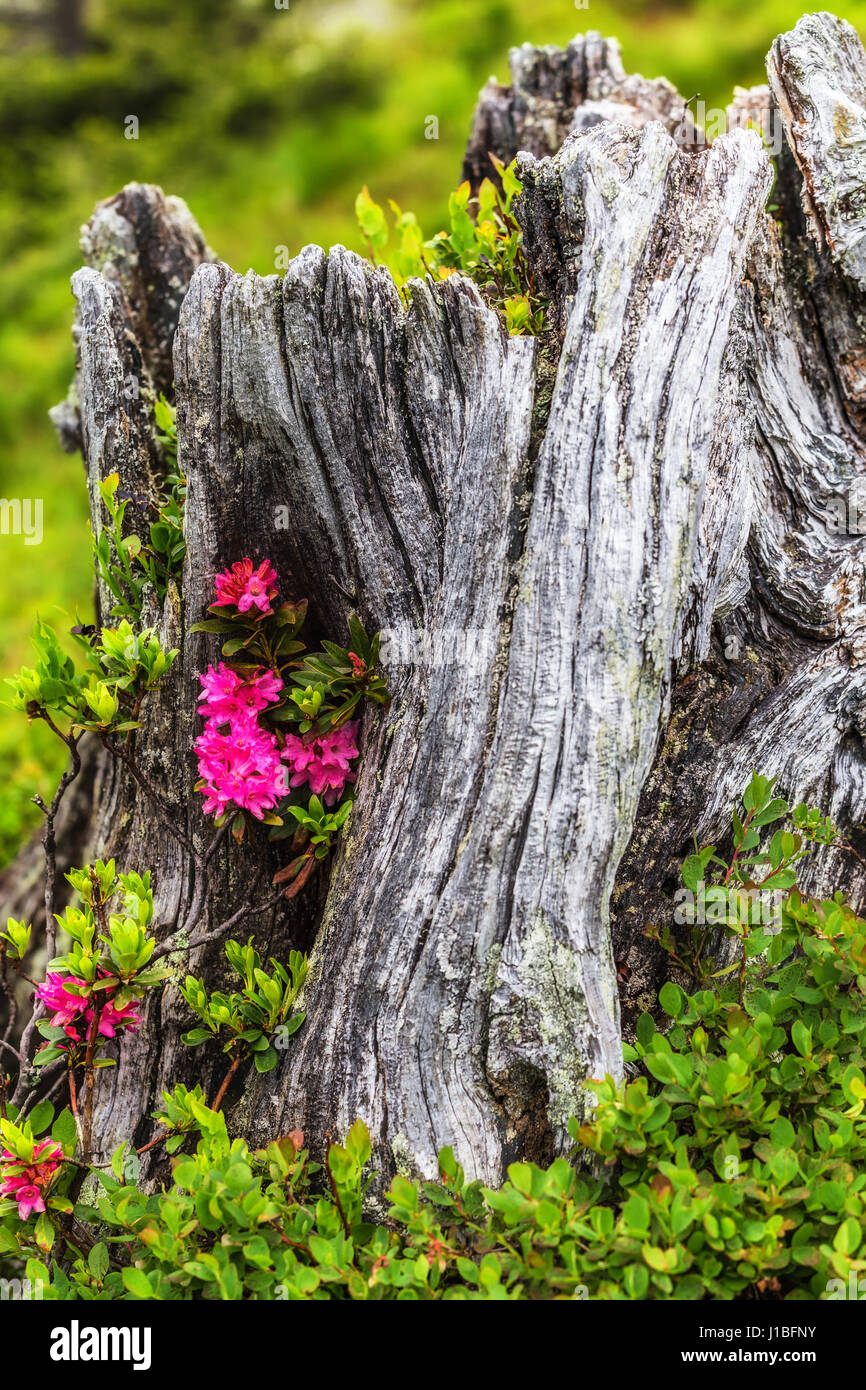 Alpenroses (Rhododendron ferrugineum) flowering in tree trunk Stock ...