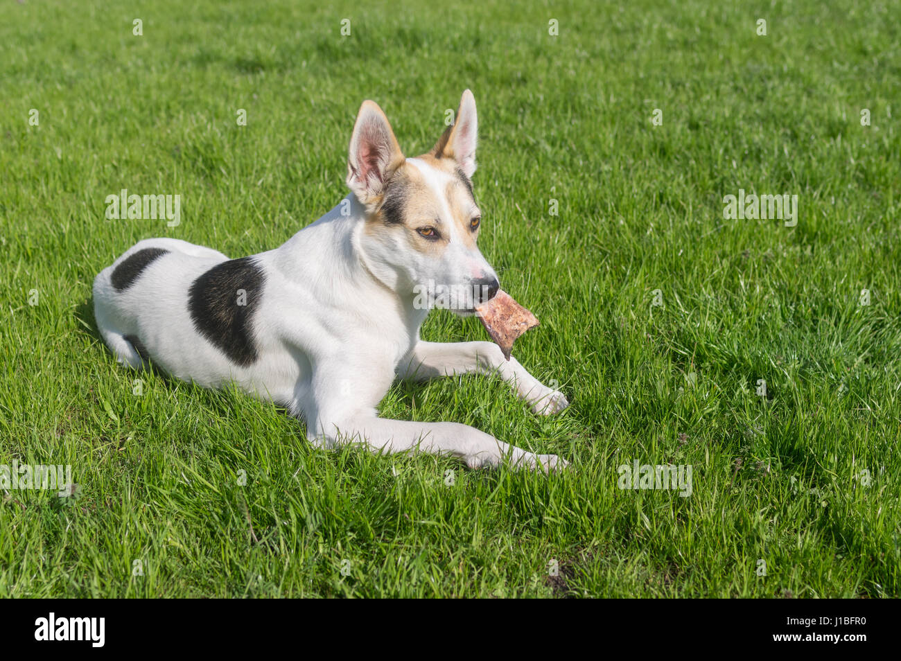Cross-breed of hunting and northern dog taking its favorite bone while ...