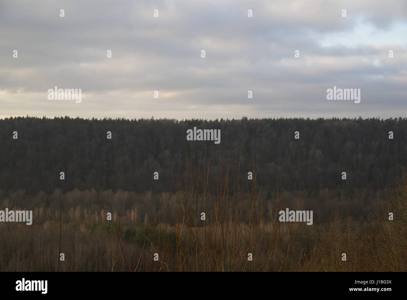 Field of trees Stock Photo - Alamy