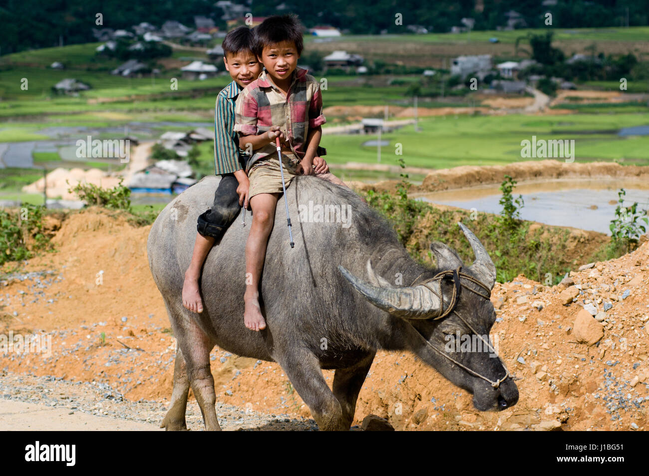 Two children ride buffalo in Mu Cang Chai, Vietnam Stock Photo - Alamy