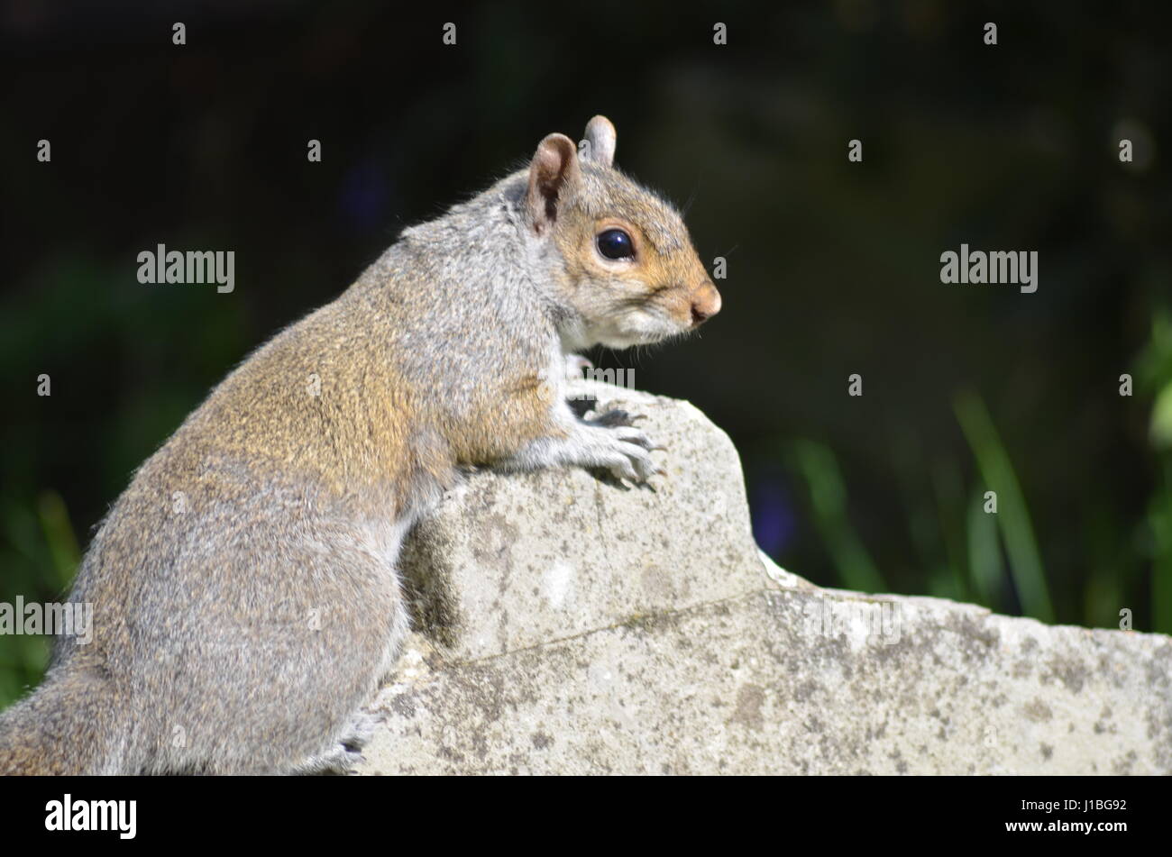 Wildlife cemetery hi-res stock photography and images - Alamy