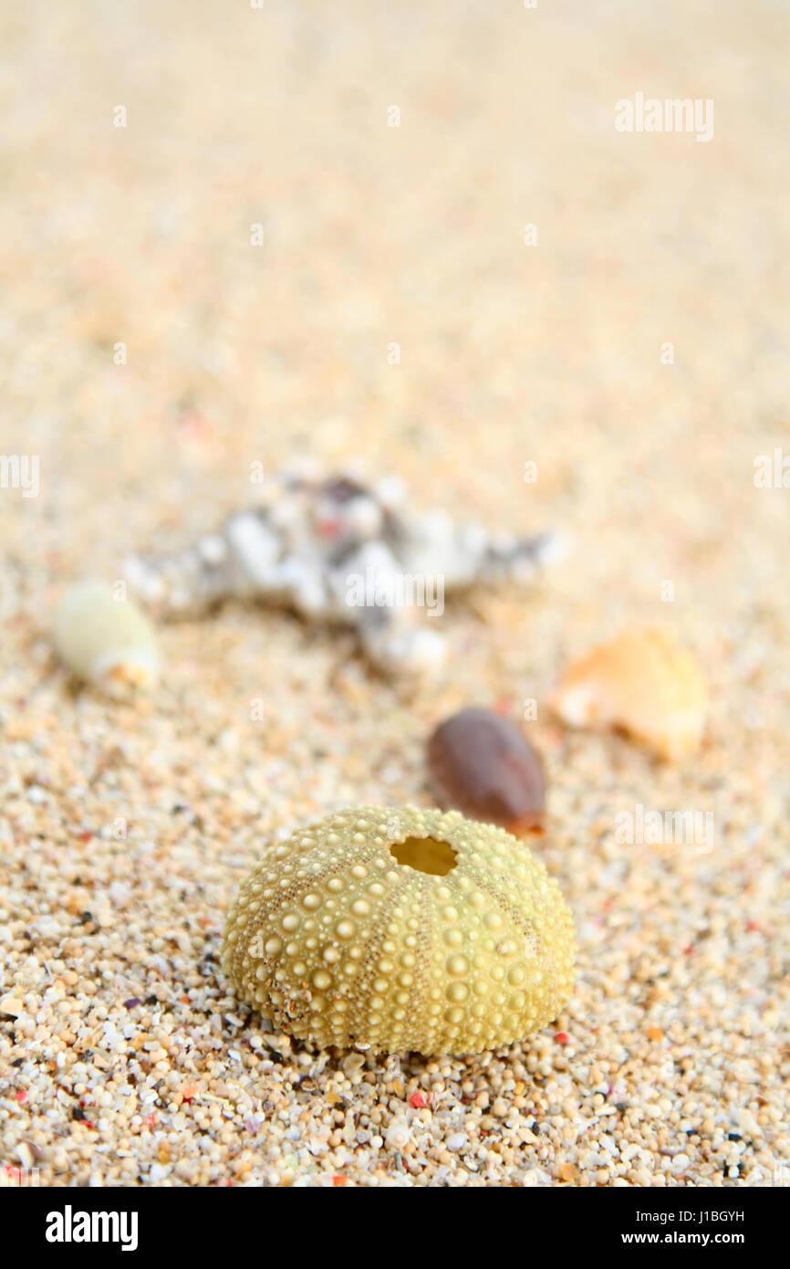A bunch of shells hi-res stock photography and images - Alamy