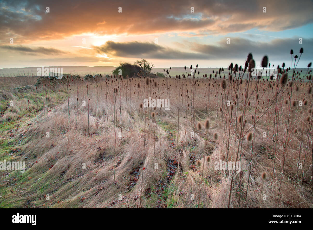 Teasels winter hi-res stock photography and images - Alamy