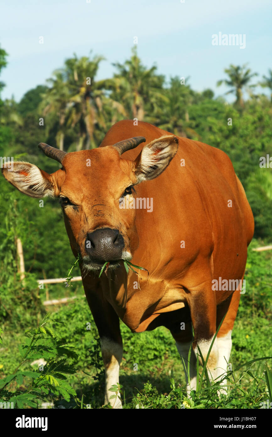 A cow eating grass at a farm Stock Photo - Alamy