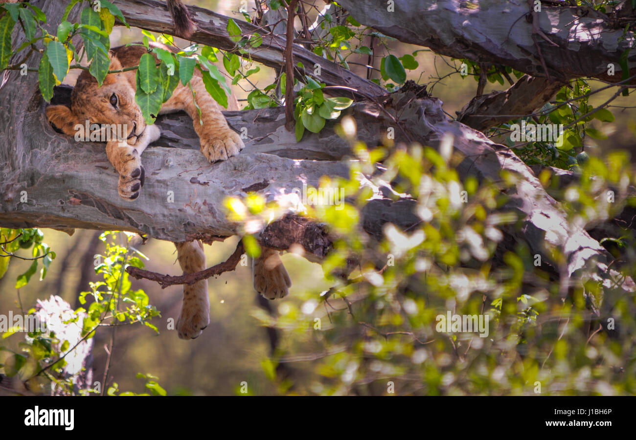 Lion in Tree Stock Photo - Alamy