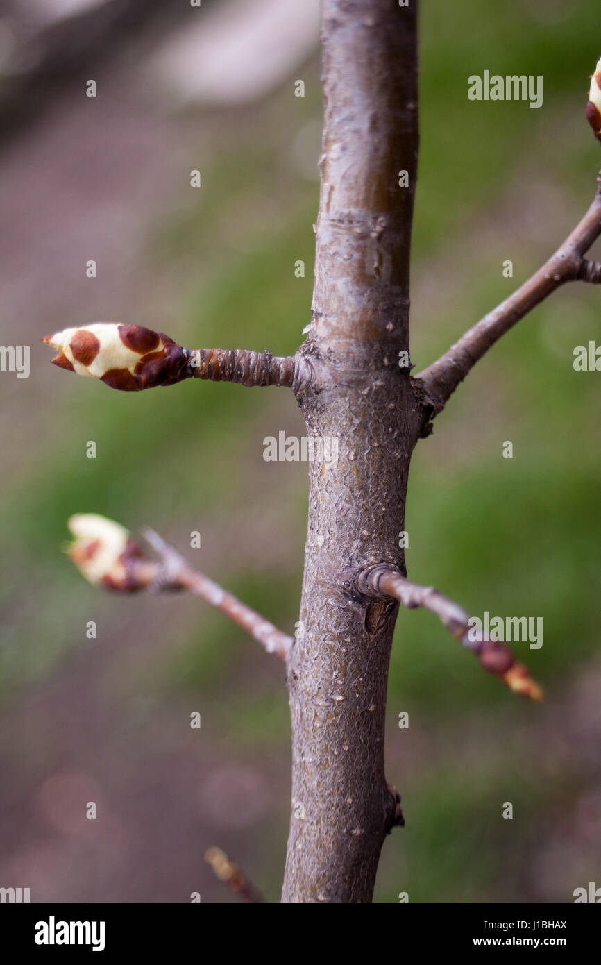 tree buds come alive and swollen in the early spring before flowering ...