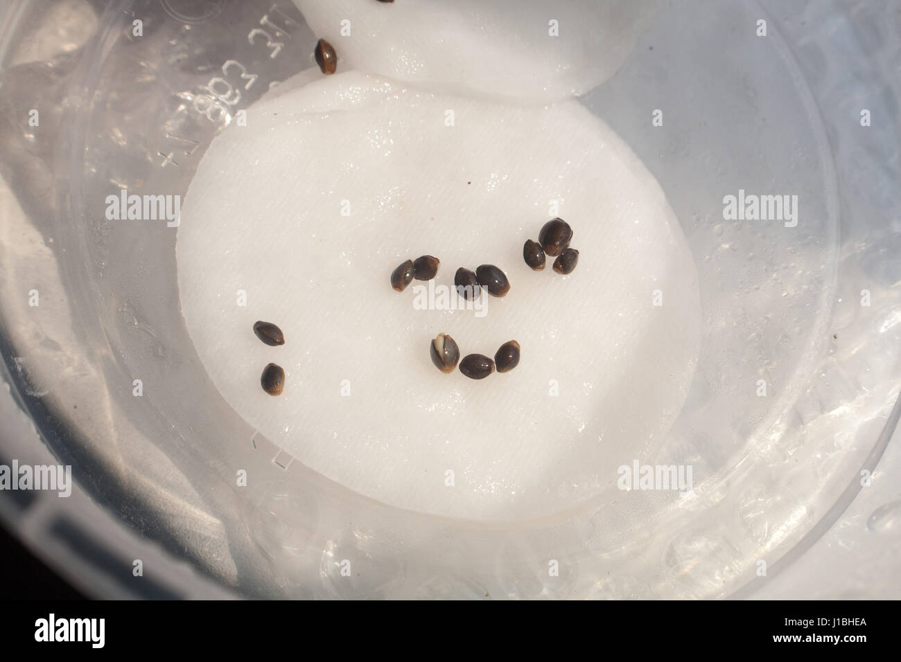 Floating seedlings hi-res stock photography and images - Alamy