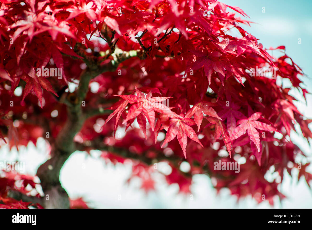 Montreal botanical garden bonsai hi-res stock photography and images ...