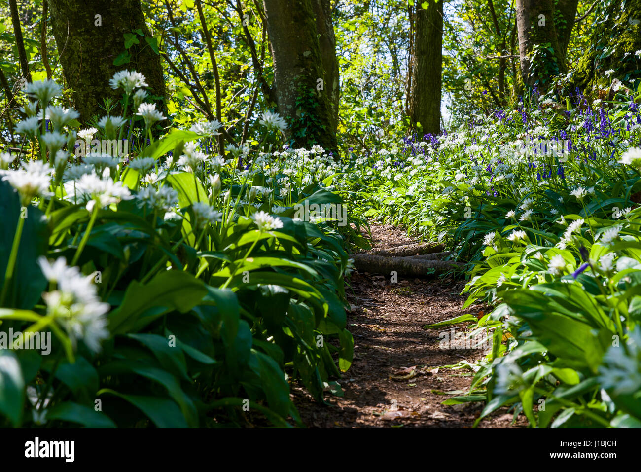 Wild Garlic lines the footpath that runs through a wooded section of ...
