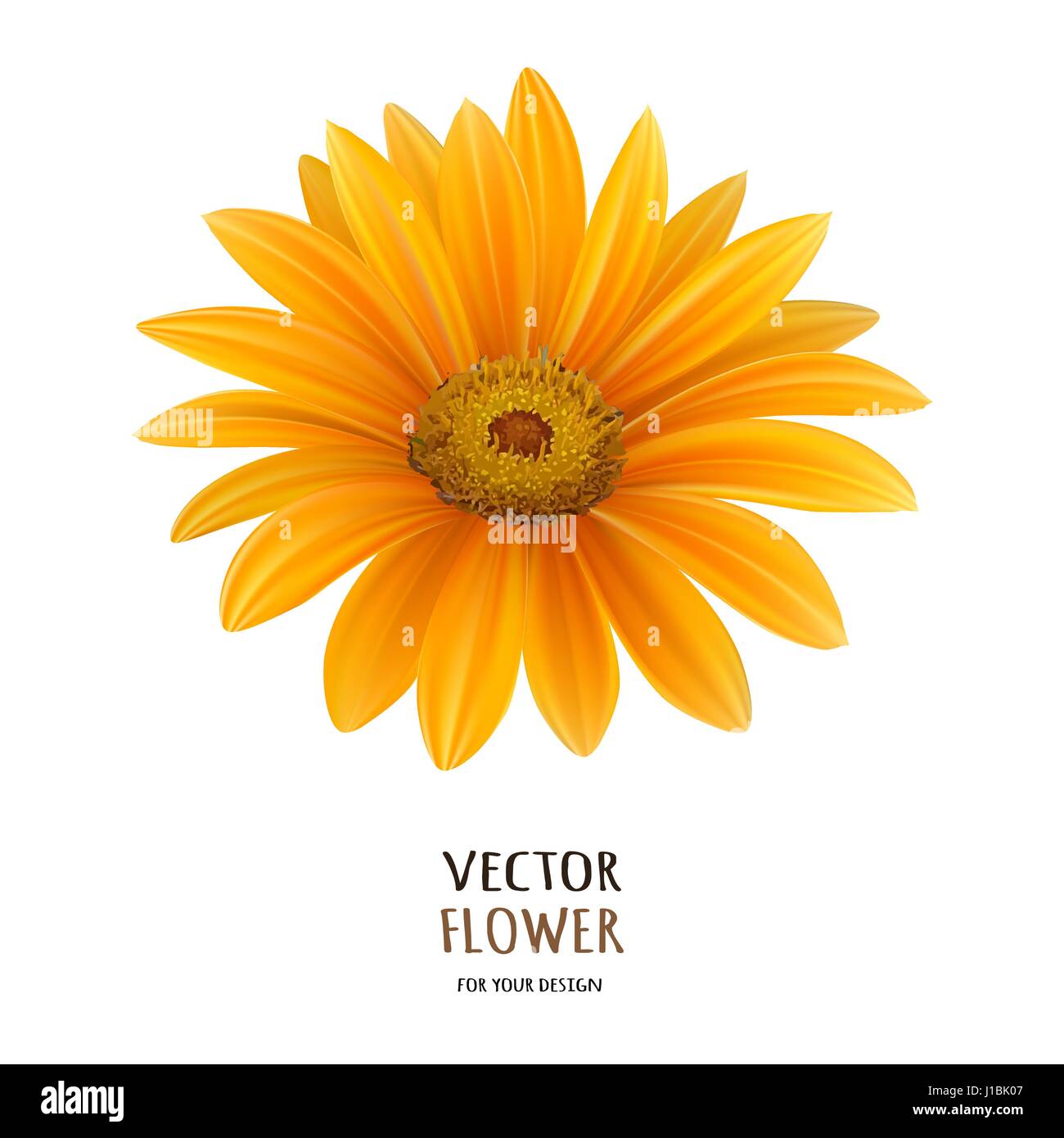 Hand drawn vector realistic illustration of Gerbera Daisy flower Stock ...