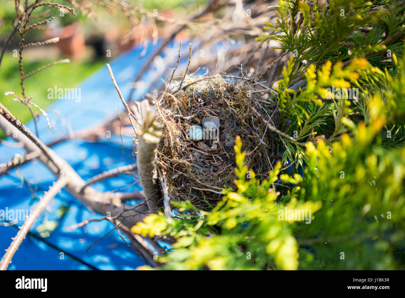 Birds nest in a evergreen tree Stock Photo - Alamy