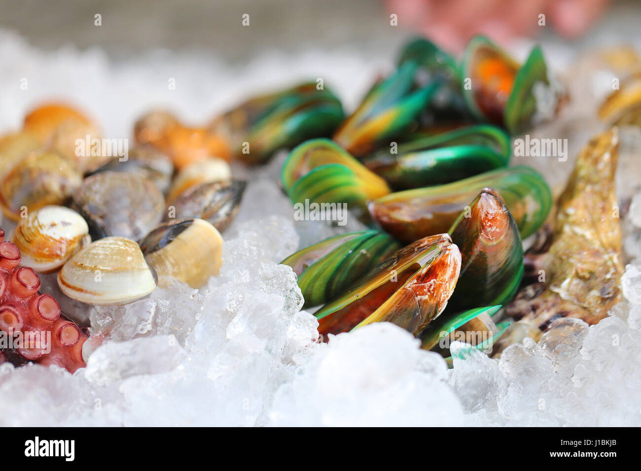 Photo background mussels and octopus on the counter in the ice Stock ...