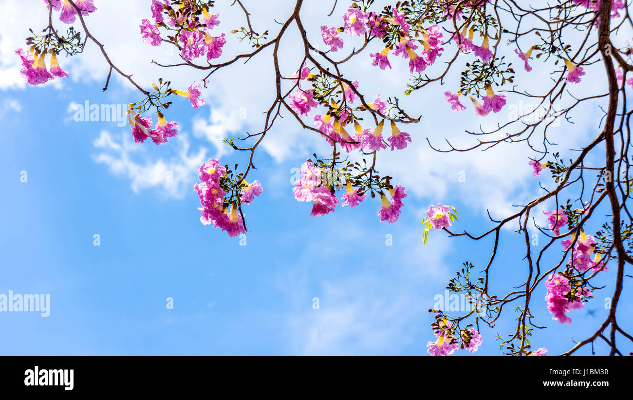 Amapa Tree High Resolution Stock Photography and Images - Alamy