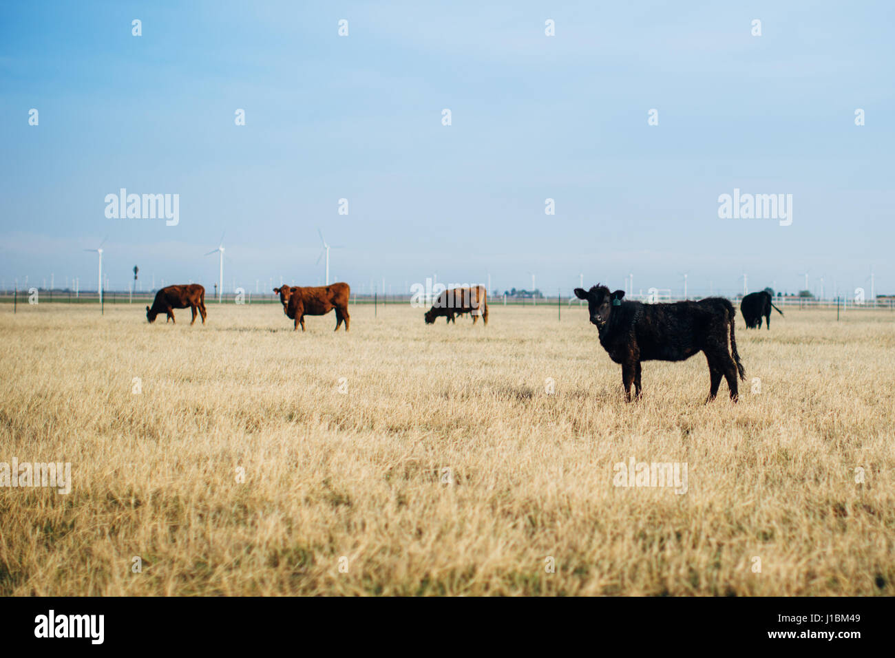 Cows grazing hay hi-res stock photography and images - Alamy