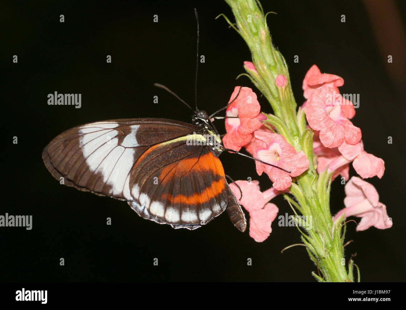 Cydno Longwing butterfly (Heliconius Cydno) feeding on a tropical ...