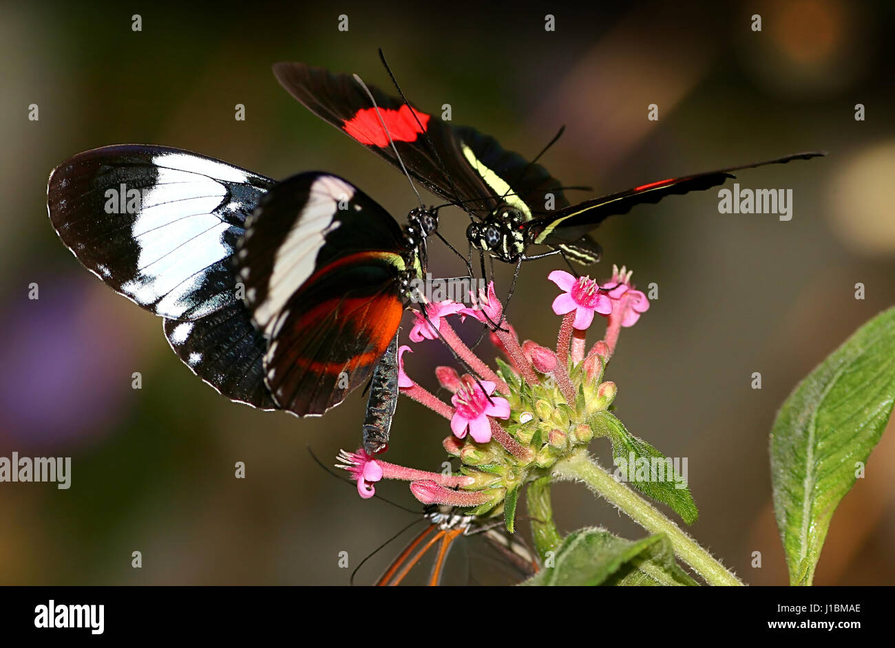 Americas most common butterfly hi-res stock photography and images - Alamy
