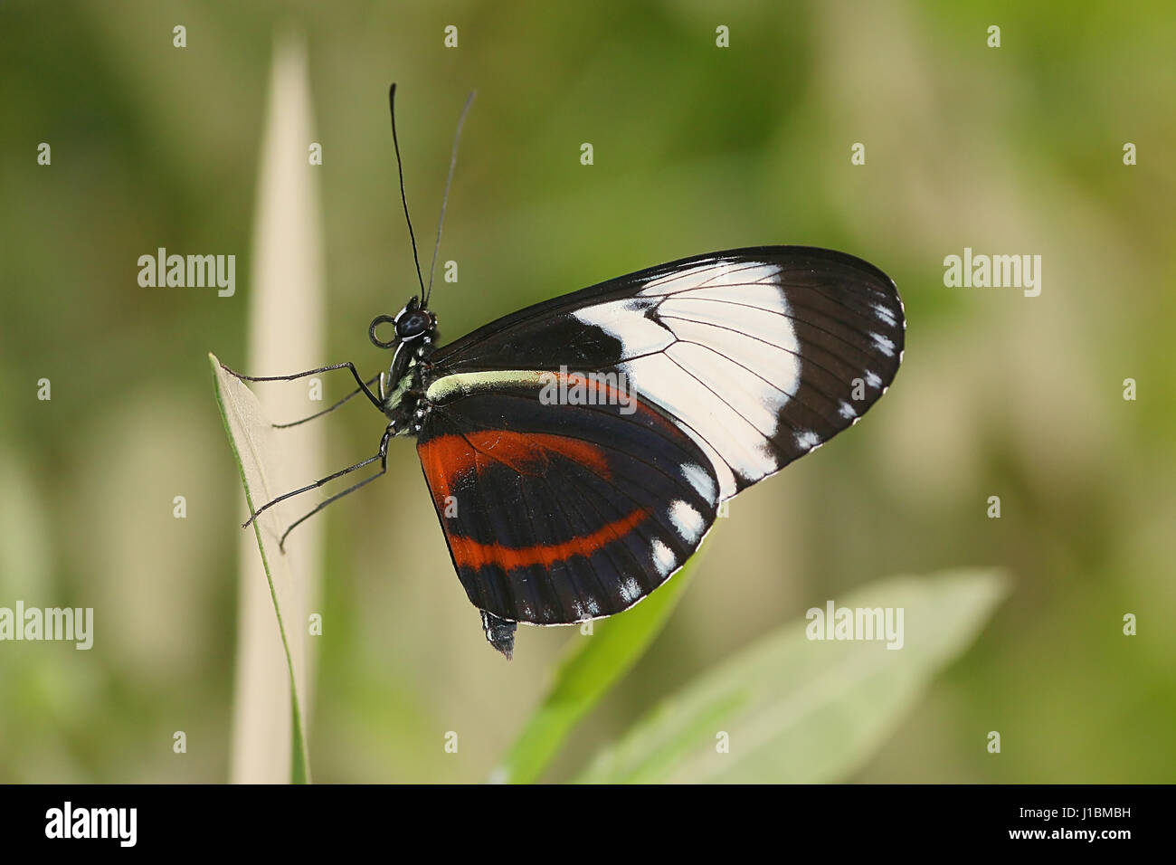 American white butterfly hi-res stock photography and images - Alamy