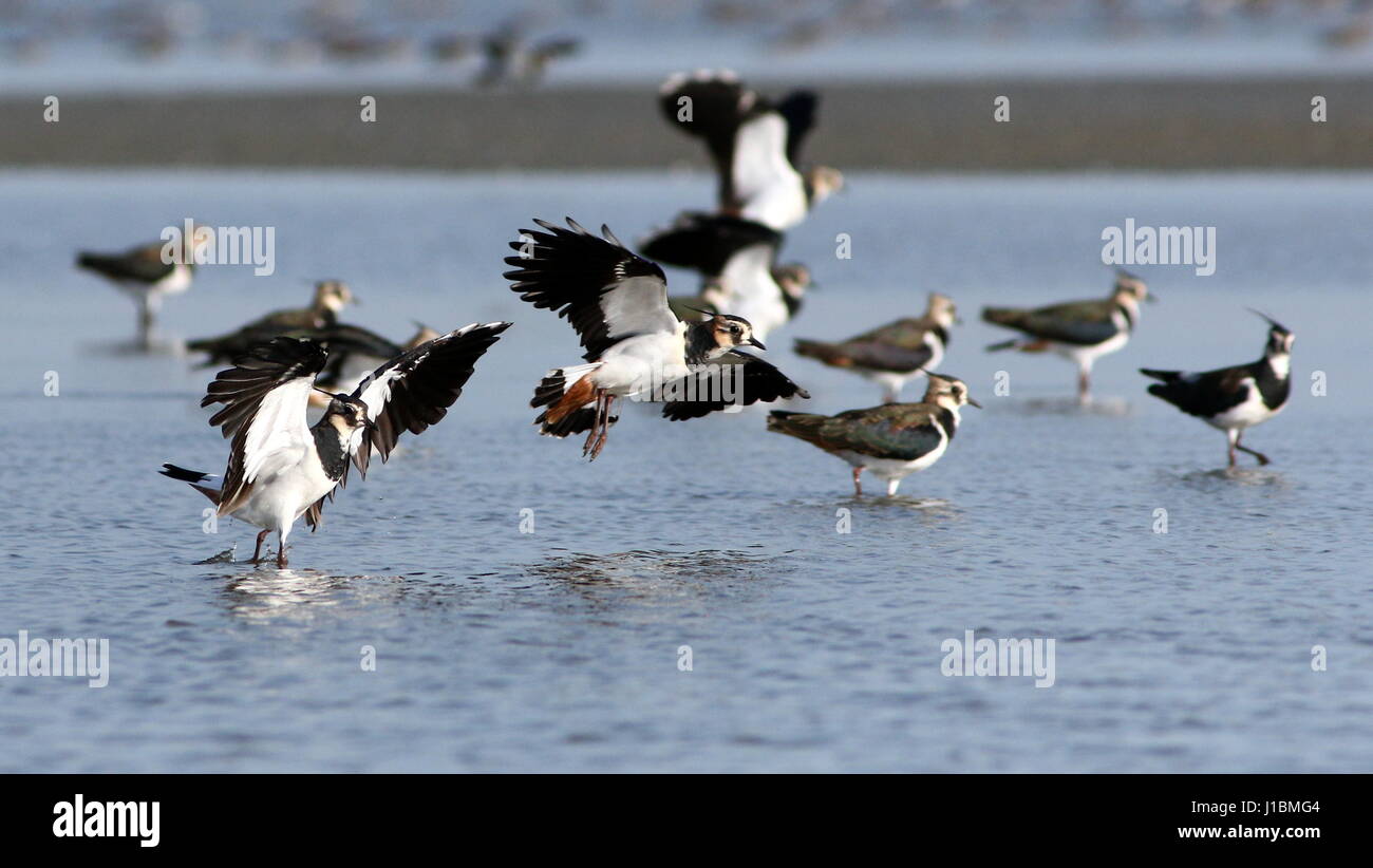 Northern lapwings hi-res stock photography and images - Alamy