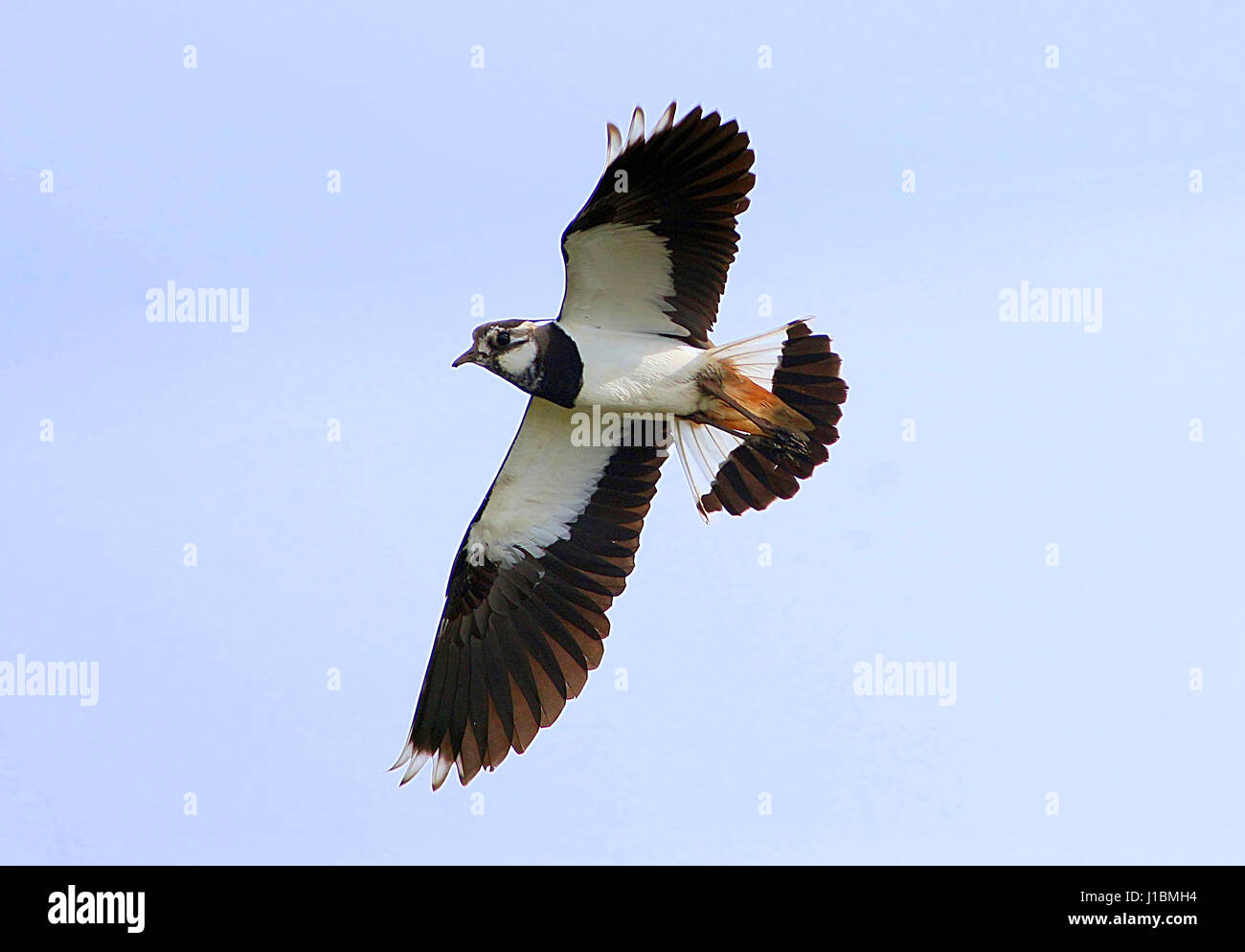 Lapwing against the sky hi-res stock photography and images - Alamy