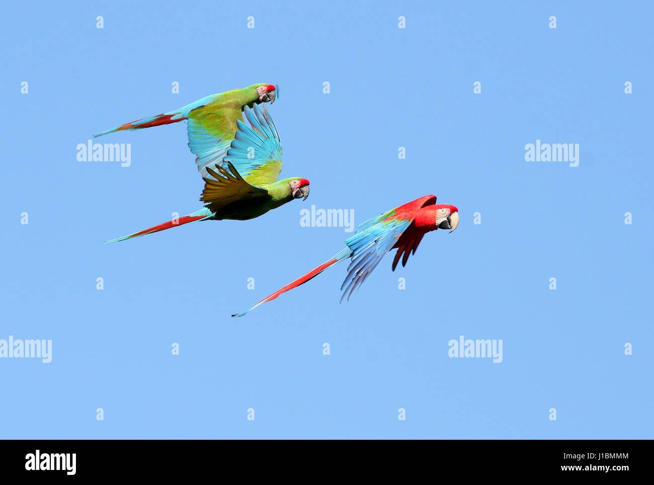 Different colours parrots hi-res stock photography and images - Alamy