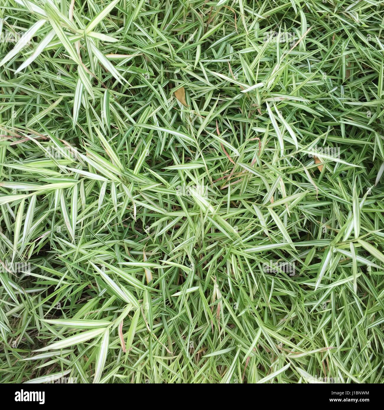 Grass Texture Seamless High Resolution Stock Photography and Images - Alamy