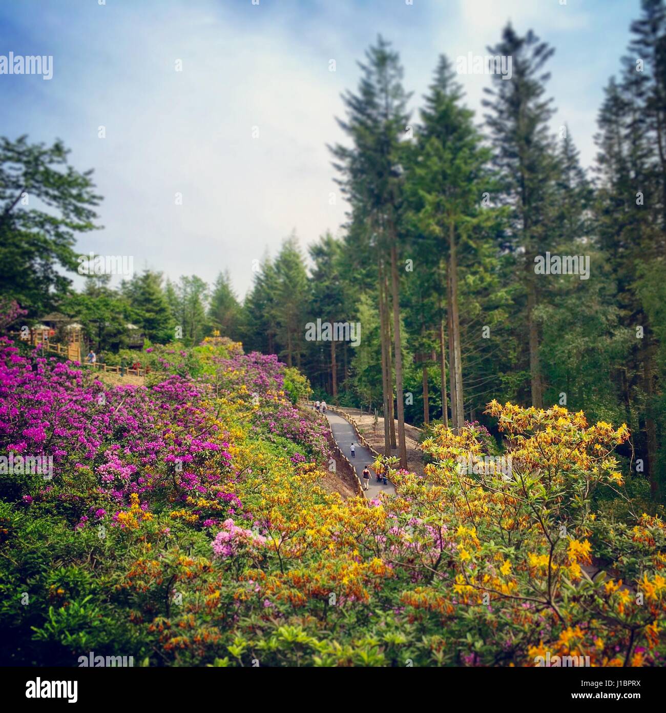 Center Parcs Longleat Forest High Resolution Stock Photography and ...