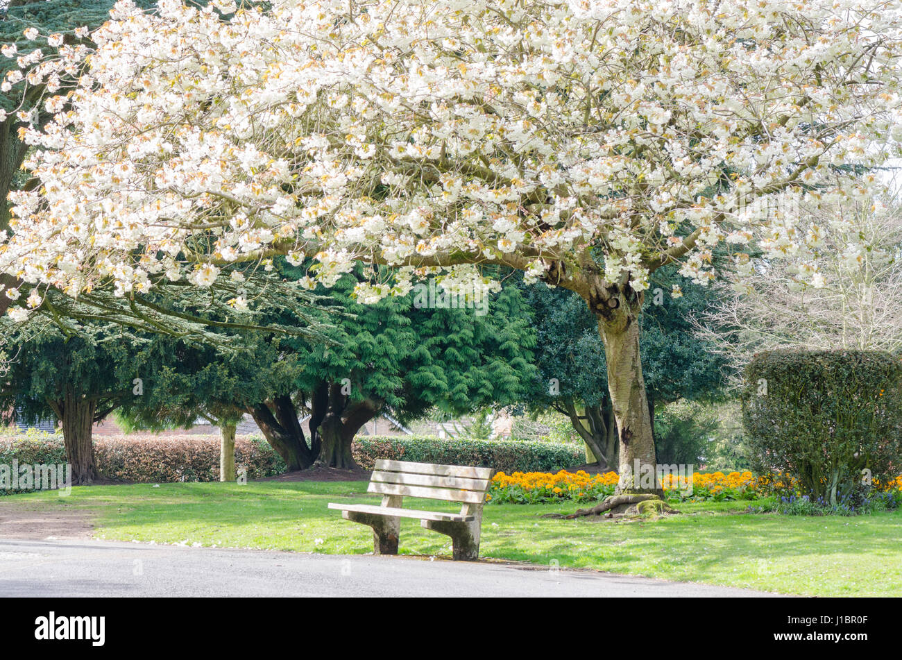 Bench on under apple tree hi-res stock photography and images - Alamy