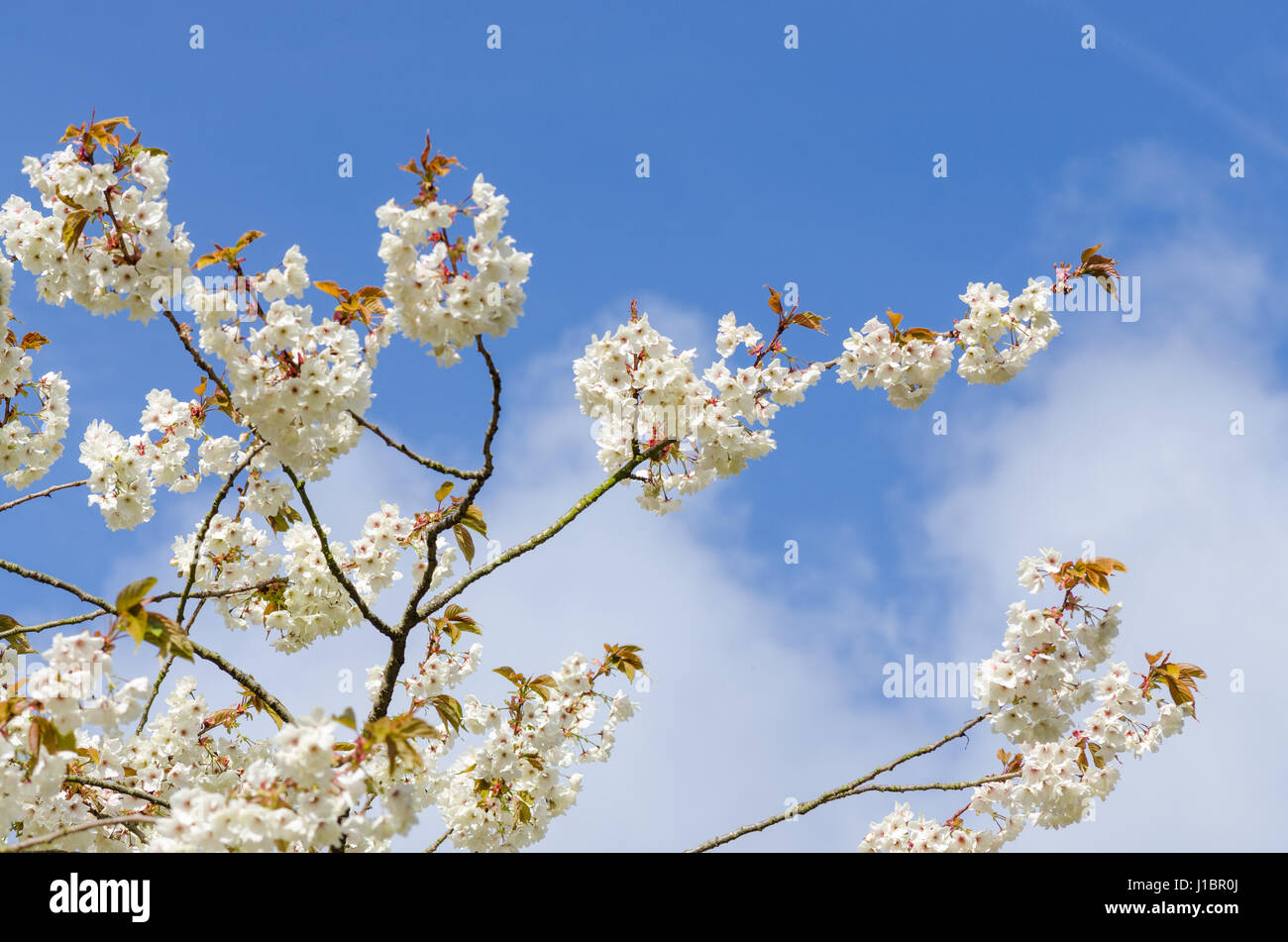 Spring backgroung hi-res stock photography and images - Alamy
