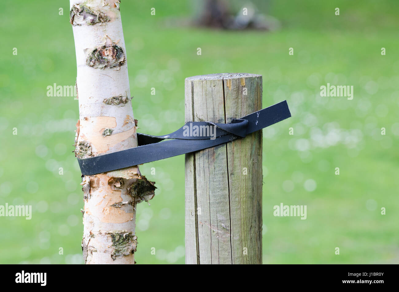 Tie To Support Tree High Resolution Stock Photography and Images - Alamy