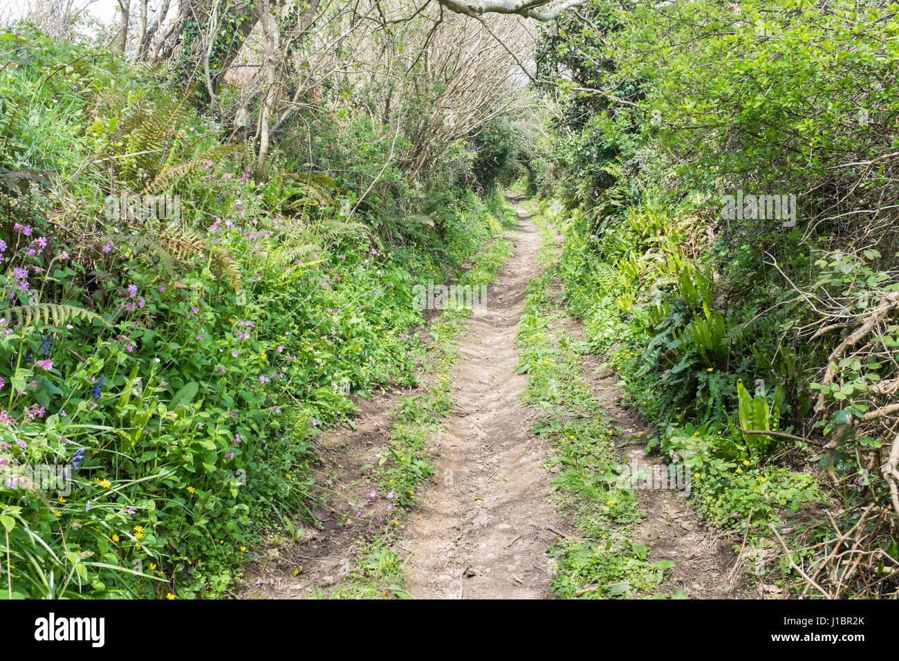 Tree-lined public bridleway in the South Hams, Devon Stock Photo - Alamy