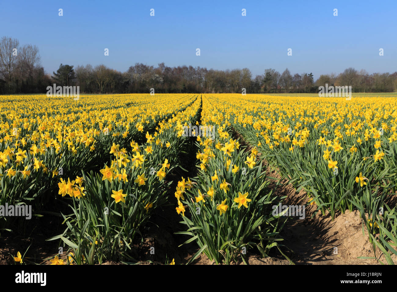 Fields of Spring Daffodil flowers, Fenland field near Spalding town ...