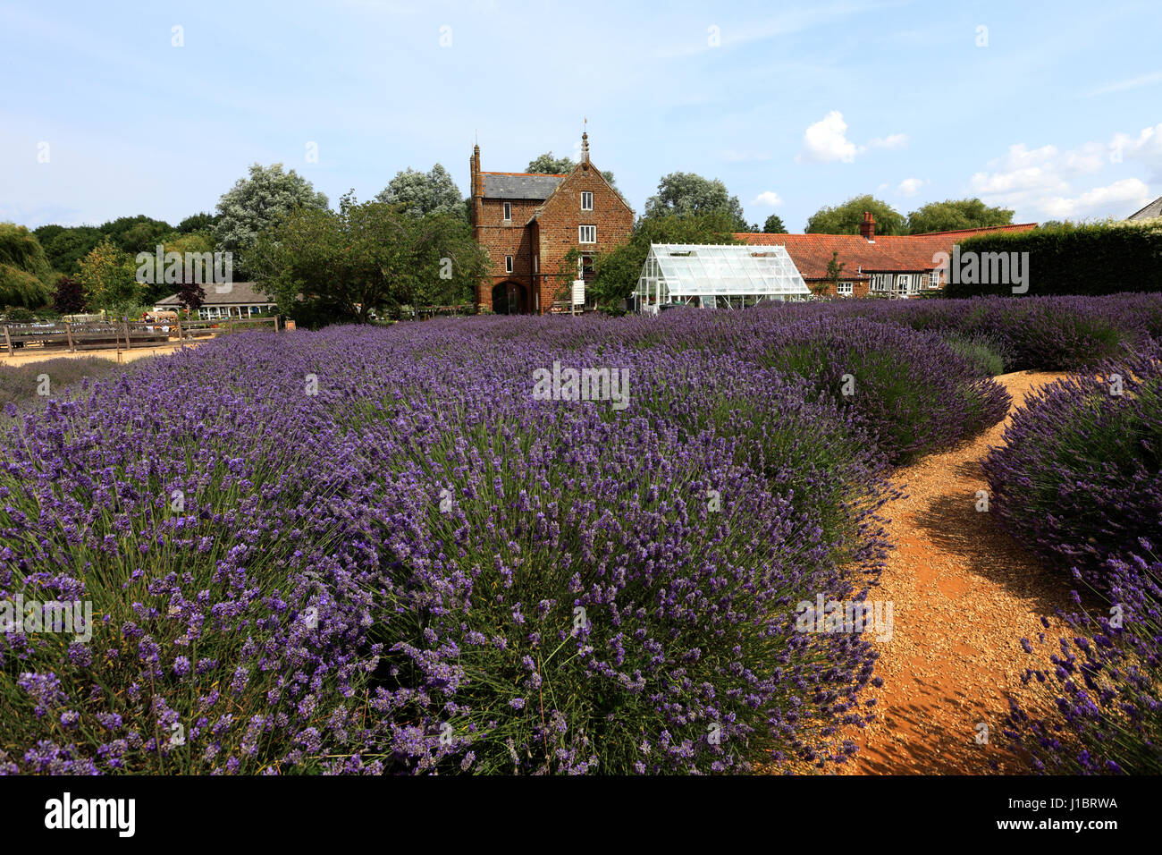Fields of Lavender growing in the Norfolk Lavender centre, Heacham ...