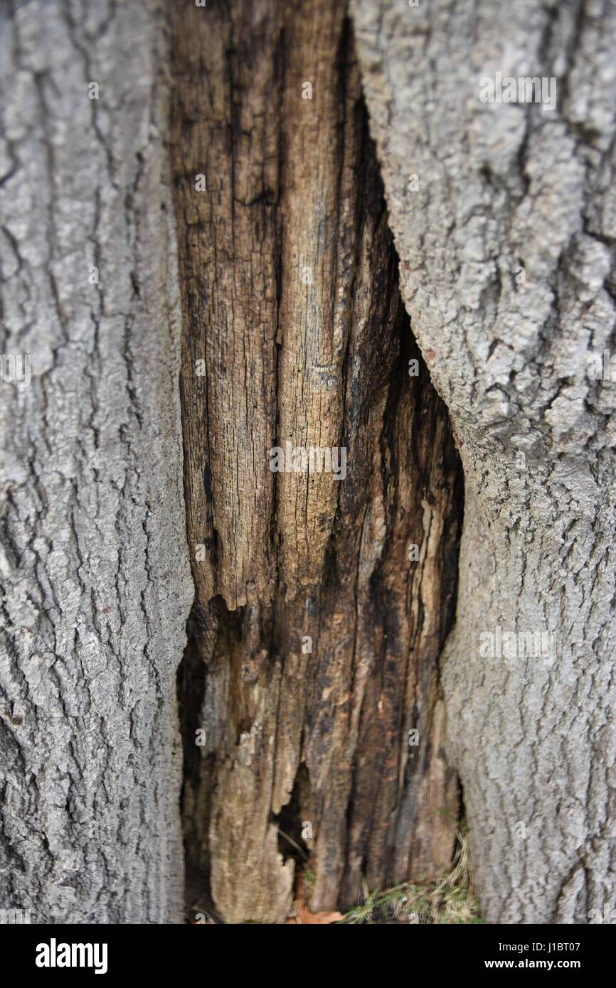 A rotten tree Stock Photo - Alamy