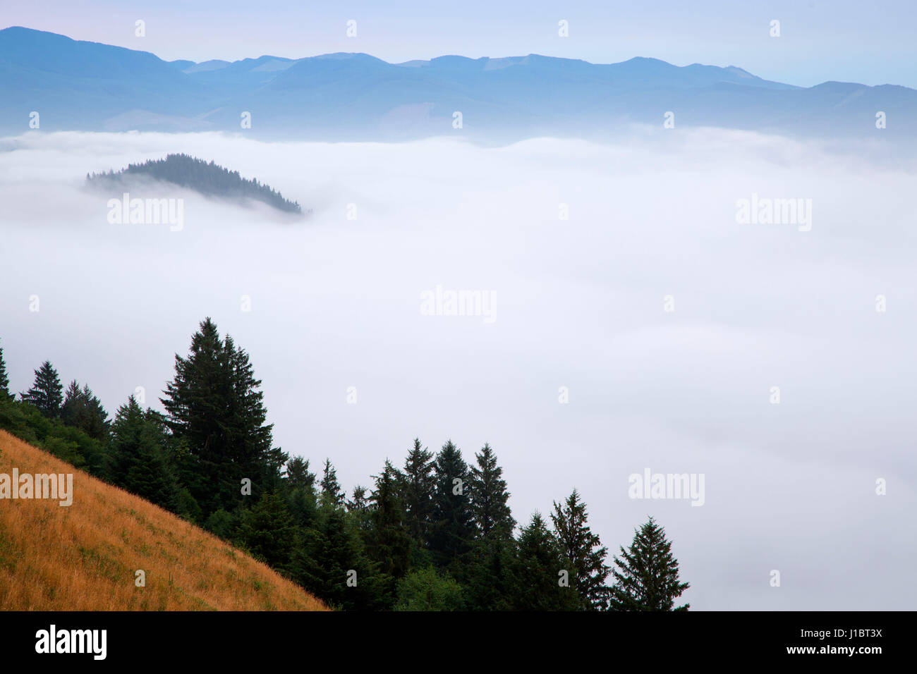 Fog over meadow on Cascade Head Trail, Cascade Head Preserve, Oregon ...