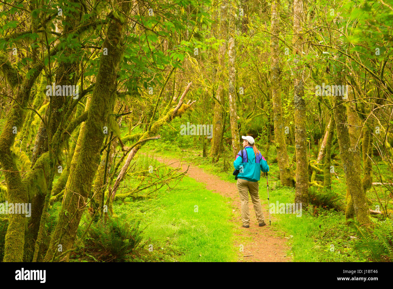 Cascade Head Trail, Cascade Head Preserve, Oregon Stock Photo - Alamy