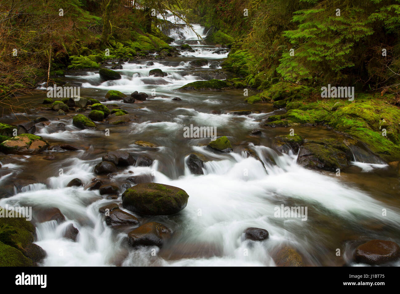 Falls on Sweet Creek along Sweet Creek Falls Trail, Siuslaw National ...