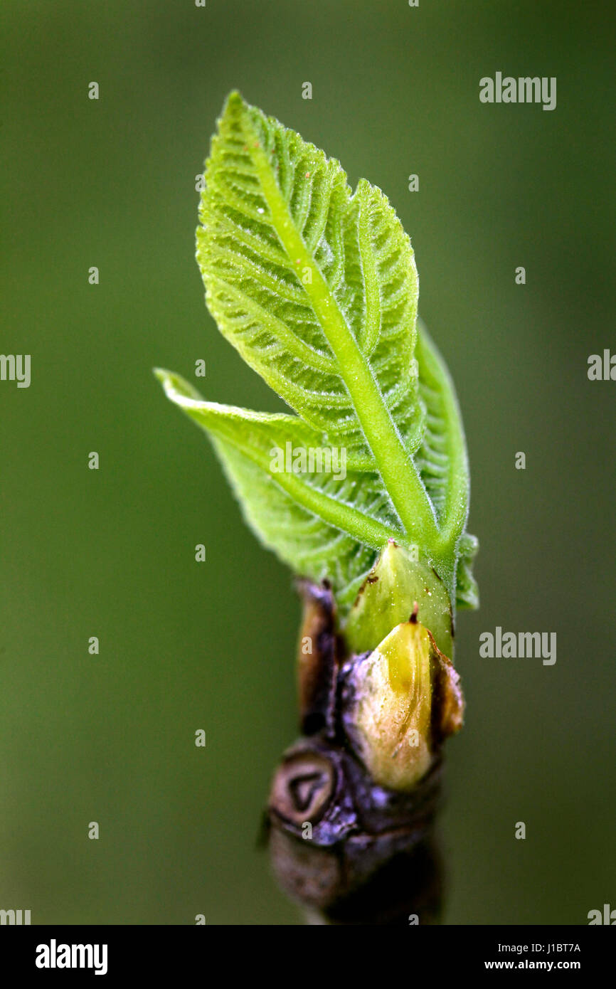 Fig tree leaf spring nature natural new born green close hi-res stock ...